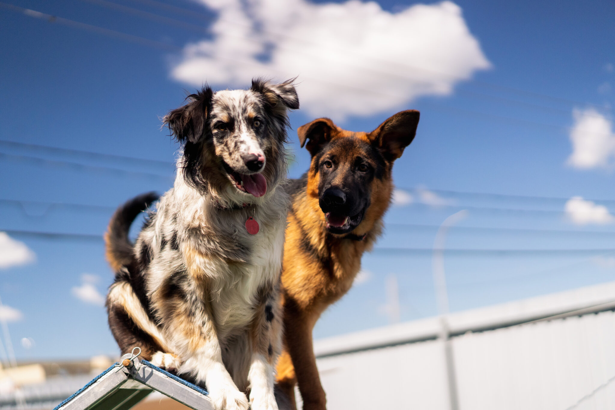 Cours & Dressage Pour Chien l Centre Canin des Ruisseaux