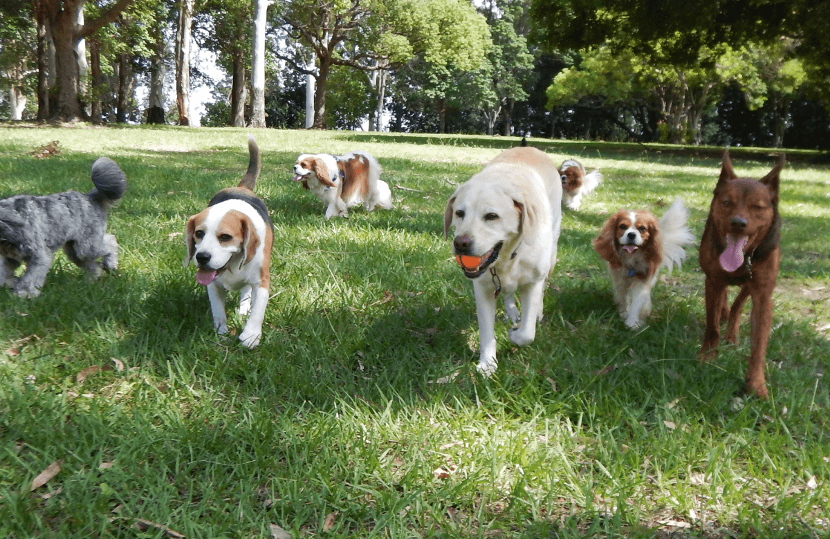 Tarifs de notre garderie pour chiens | Centre Canin des Ruisseaux